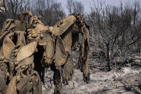 Árboles Carbonizados Tierra Quemada Y Playas Desiertas Las Fotos Más