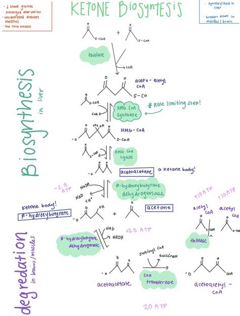 Ketone Biosynthesis Diagram