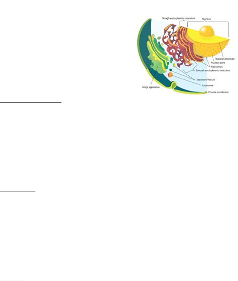 Biol10004 Lecture Notes Fall 2018 Lecture 4 Endoplasmic Reticulum Nuclear Membrane