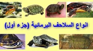 تربية السلاحف البرمائية