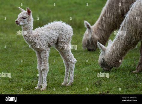 Young Llama Stands With Grazing Adult Llamas Lama Glama Cusco