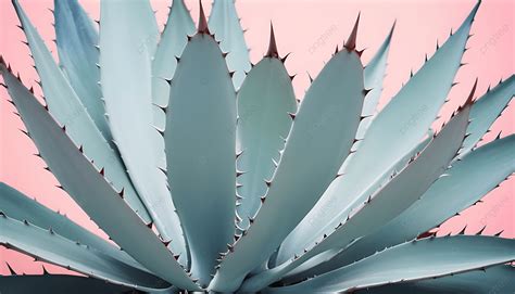 Beautiful Colorful Agave Leaves In Unusual Trendy Pastel Backgrounds