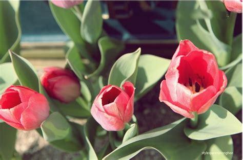 튜울립키우기 꽃말 튤립구근 화분에 심기 네이버 블로그