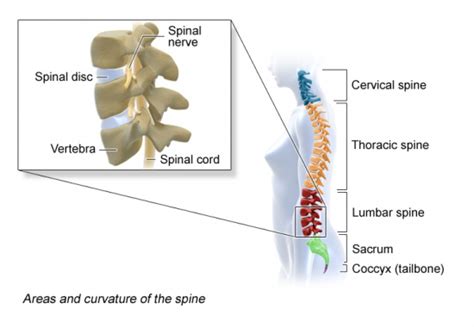 Traditional Chiropractic Spinal Joint Chiropractic Clinic