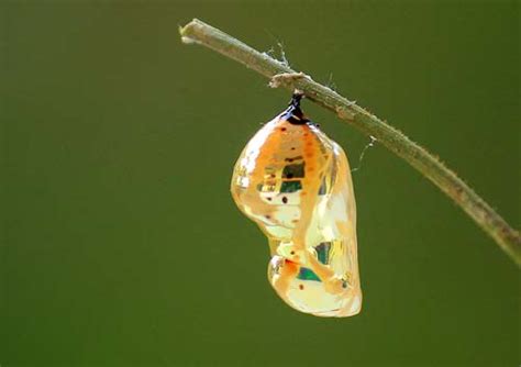 Chrysalis