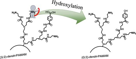 Accelerated Hydrolysis Of Boronic Acid In A Modified Polyamidoamine Dendrimer Identification