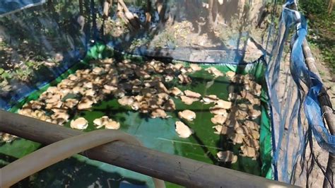 កសិដ្ឋានចិញ្ចឹម កង្កែប កំពង់ចាម កង្កែបបច្ចុប្បន្ននេះមានទីផ្សារល្អ ងាយស្រួលចិញ្ចឹម Youtube