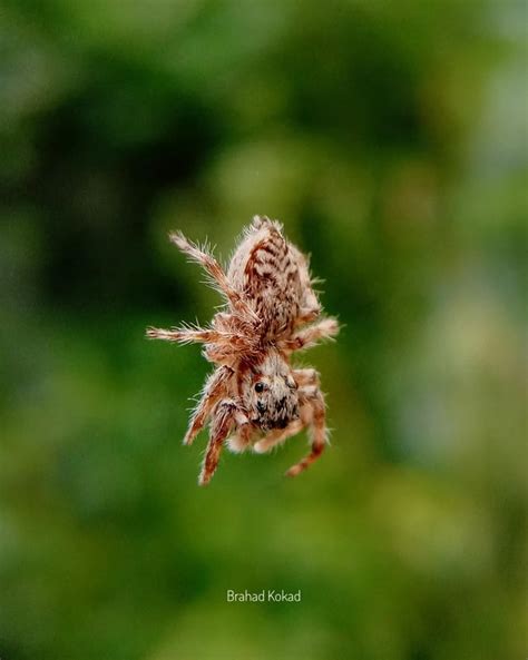 Jumping Spider Hanging From Its Silk In Situ Rspiders