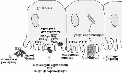 Epec Pathogenesis And Targets Of Diagnosis Download Scientific Diagram