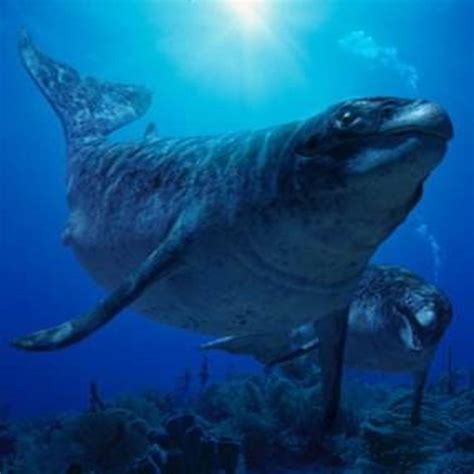 Basilosaurus Land At Dorla Walker Blog