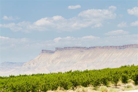 Vineard Stock Image Image Of Mesa Vinery Colorado 32549167