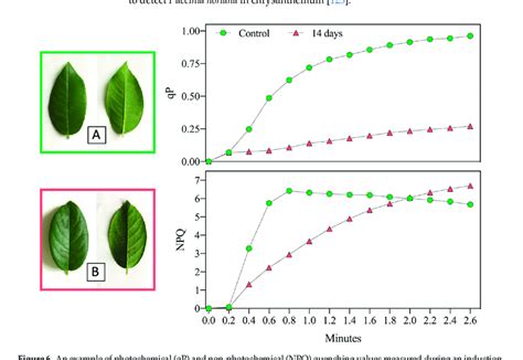 An Example Of Photochemical Qp And Non Photochemical Npq Quenching Download Scientific