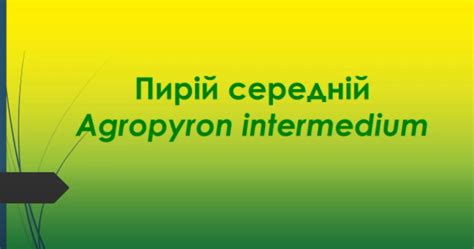 Відеоролик Пирій середній Agropyron Intermedium Інтерактивні