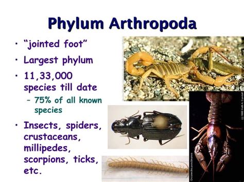 Arthropodscomplete Classification Types Ppt