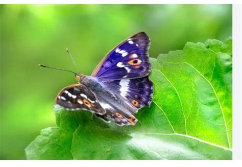18 Types Of Purple Butterfly Species— Identification Guide American