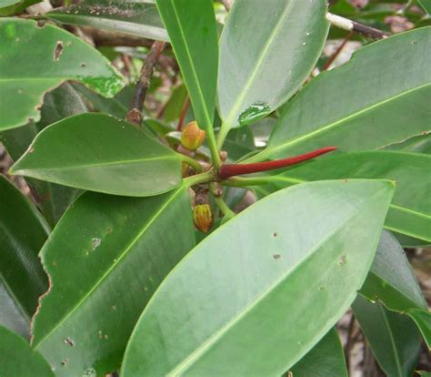 Rhizophora Eflora Of India