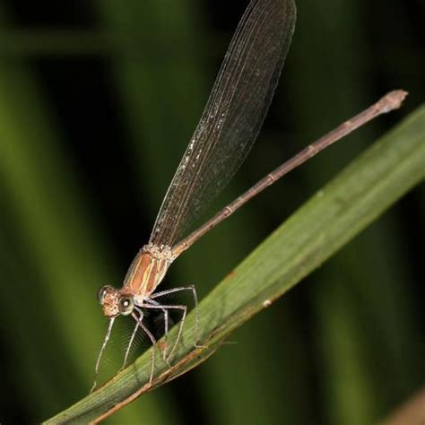 Glistening Demoiselle Phaon Iridipennis Insect Identification Guide