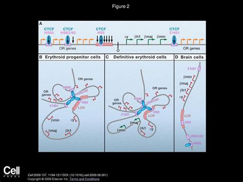 ctcf master weaver of the genome ppt download