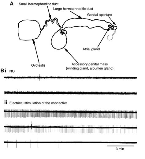 A Diagram Of The Reproductive System Of Aplysia Showing The Sites Download Scientific Diagram
