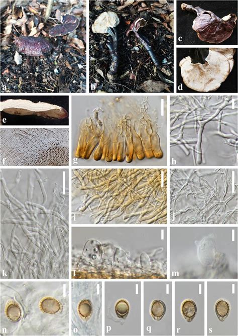 Ganoderma Yunnanense Hkas 123771 Holotype Ab Basidiomata C