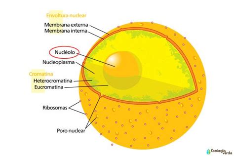 Nucleolus What Is Function Structure And Cycle Evidence Network
