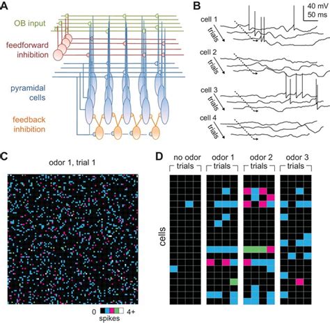 A Transformation From Temporal To Ensemble Coding In A Model Of Piriform Cortex Elife