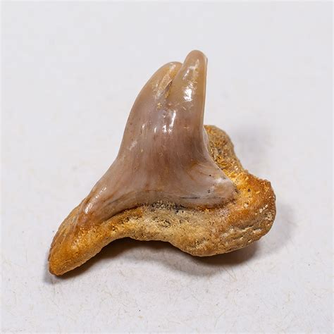 Pathological Megamouth Shark Tooth Megachasma The Natural Canvas