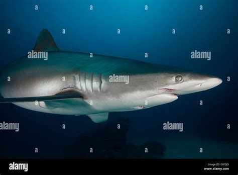 Tiger Fish Bite Mark