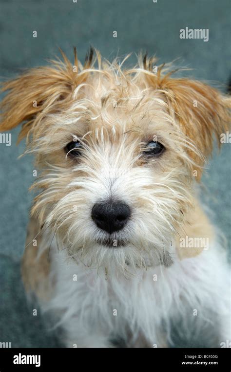 Wire Haired Jack Russells