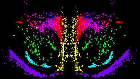 Visualizing Oxytocin And Vasopressin Circuits In 3d Technology Networks