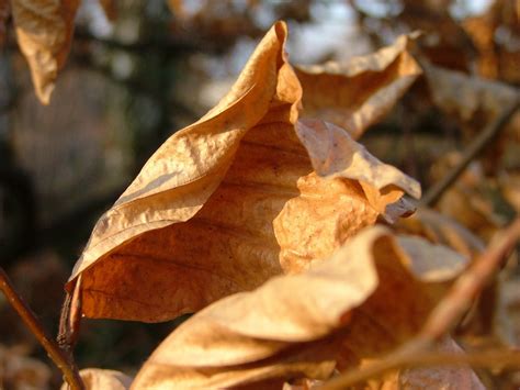 local nature 3 Free Photo Download | FreeImages