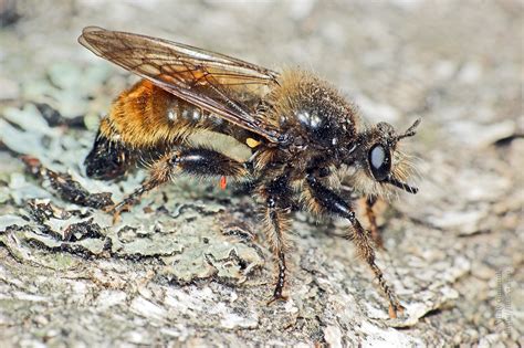 Photo 80395 Laphria Flava