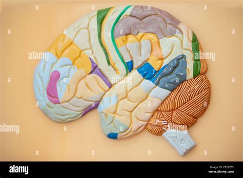Model Of The Human Brain For Teaching In The Medical Class The