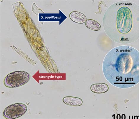 Strongyloides Westeri Life Cycle