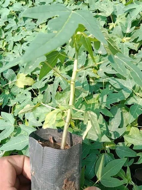 Hybrid Papaya Plant Wholesale Price And Mandi Rate For Papaya Plant In