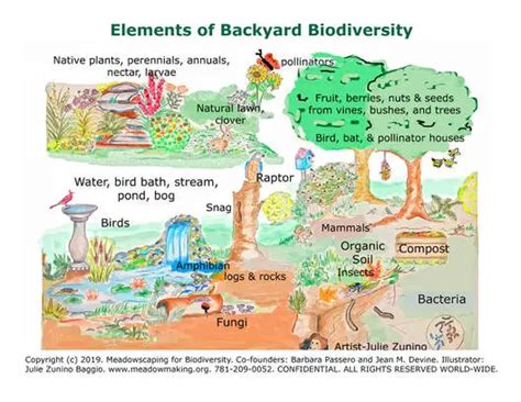 Meadowscaping For Biodiversity Empowering Youth To Heal The Planet