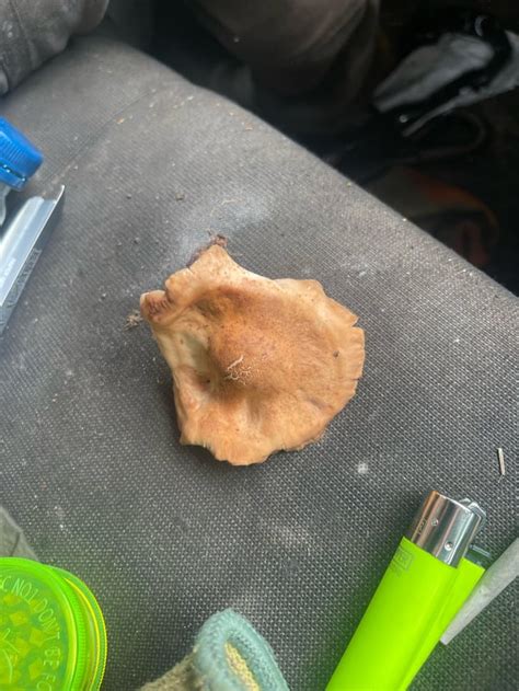 Magic Mushroom Idenfity Rshroomid