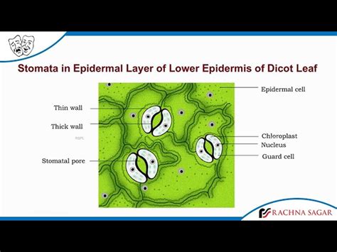 Leaf Epidermal Cell Structure