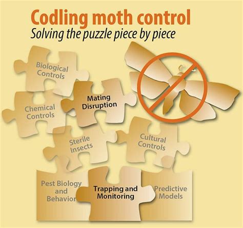 Codling Moth Control The Math On Mating Disruption Good Fruit Grower