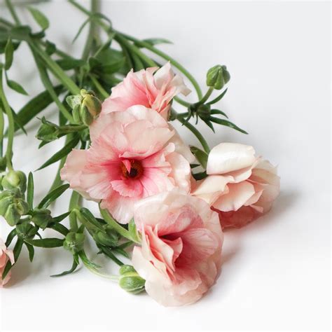 [한정판매] 한쌍의 나비같은 버터플라이 라넌큘러스 색상 랜덤 배민스토어