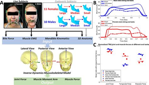 Sexual Dimorphisms In Three Dimensional Masticatory Muscle Attachment Morphometry Regulates
