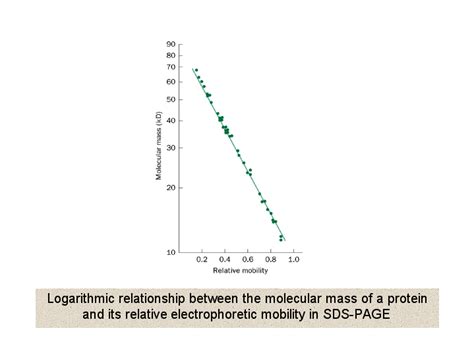 Logarithmic Relationship Between The Molecular Mass Of A Protein And Its Relative