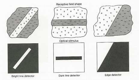 What Are Complex Cortical Cells Infoupdate Org