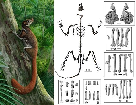 Novataxa Paleontology Primates Mammal • 2025 New Remarkably