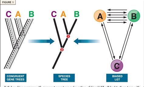 Figure 1 From Rethinking The Tree Of Life Semantic Scholar
