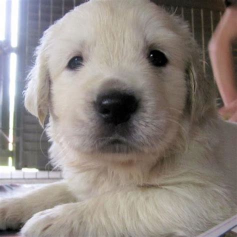 Daniel Henley Youtube