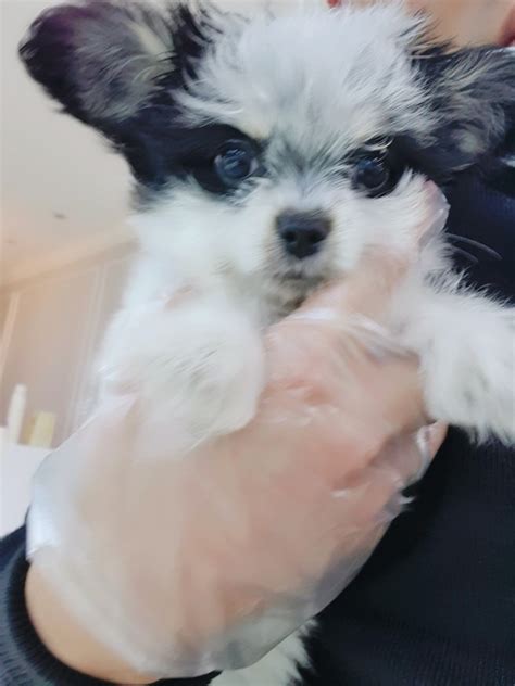 싸개싸개 무료강아지분양사이트