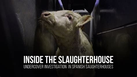 Inside The Slaughterhouse Undercover Investigation In Spanish
