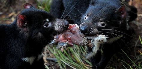 Biology Corner Tasmanian Devil At Eva Brown Blog