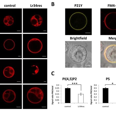 Drug Sensitivity Test Of Yeast By4741 Cells Expressing Different Lr34